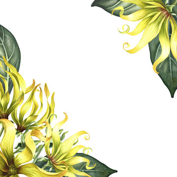 Ylang Ylang Watercolor Images – Browse 378 Stock Photos, Vectors, and ...