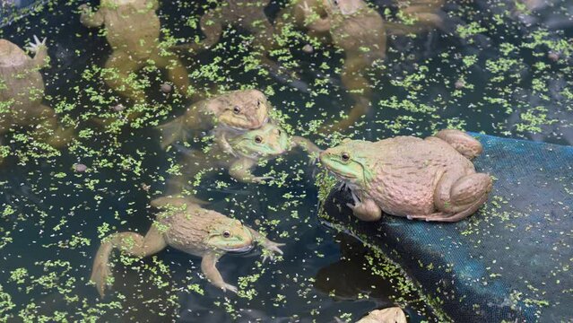 「Bullfrog」の写真素材 | 16,461件の無料イラスト画像 | Adobe Stock