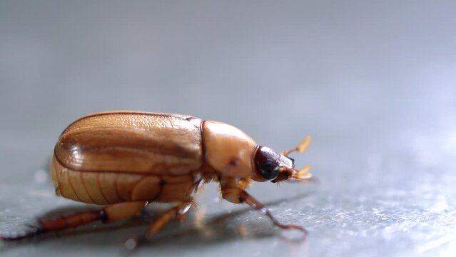 「Bettle」の写真素材 | 823件の無料イラスト画像 | Adobe Stock