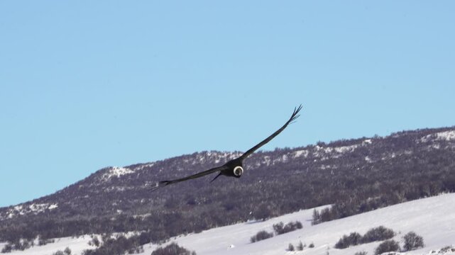 "Andean Condor" Images – Browse 4,341 Stock Photos, Vectors, and Video ...