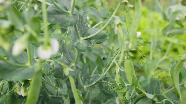 "Pea Plants" Images – Browse 167,842 Stock Photos, Vectors, and Video ...