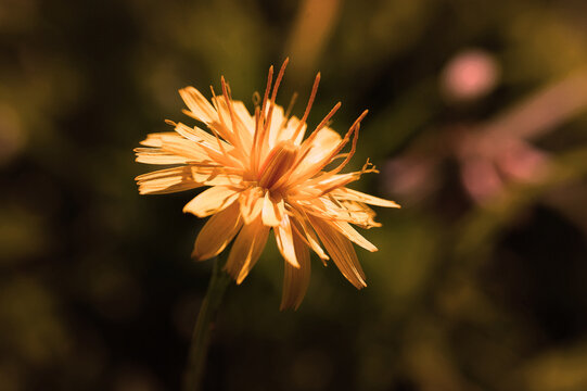 รูปภาพCapeweed – เลือกดูภาพถ่ายสต็อก เวกเตอร์ และวิดีโอ830 | Adobe Stock