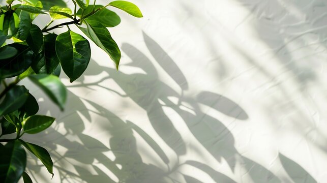 "Shadow Background" Images – Browse 4,326 Stock Photos, Vectors, and ...