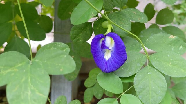 "Bunga Telang" Images – Browse 267 Stock Photos, Vectors, and Video ...