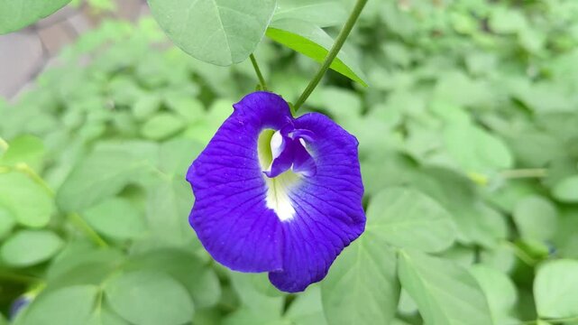 "Bunga Telang" Images – Browse 147 Stock Photos, Vectors, and Video ...