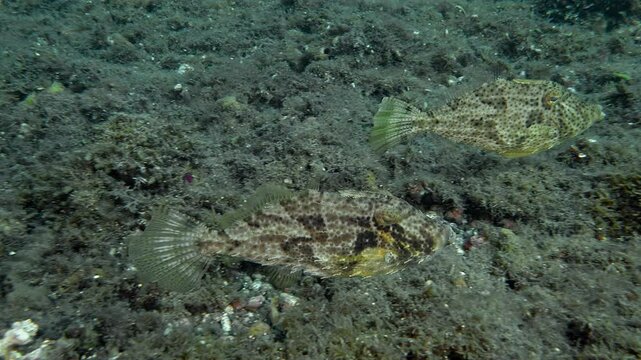 Filefish Images – Browse 2,329 Stock Photos, Vectors, and Video | Adobe ...