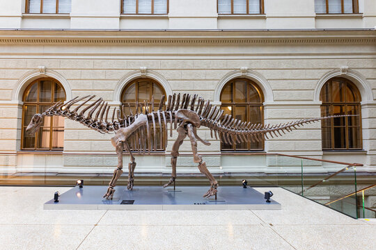 Amargasaurus Images – Browse 339 Stock Photos, Vectors, and Video ...