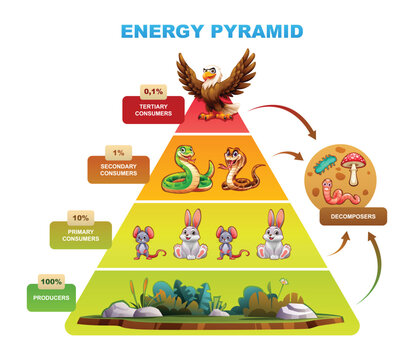 Animal Food Pyramid Easy