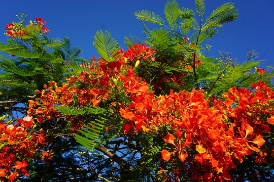 รูปภาพ"Flamboyant – เลือกดูภาพถ่ายสต็อก เวกเตอร์ และวิดีโอ62,595 ...