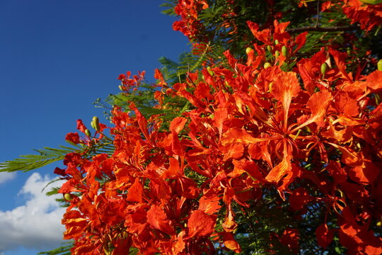 "Poinciana Regia" Images – Browse 10,874 Stock Photos, Vectors, and ...