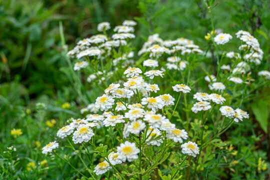 "Pyrethrum Parthenium" Images – Browse 159 Stock Photos, Vectors, and ...