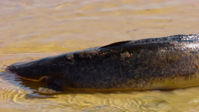 "Walking Catfish"-Bilder: Stock-Fotos & -Videos. | Adobe Stock