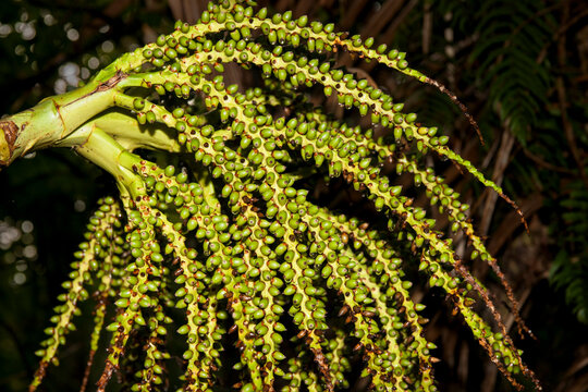 "Nikau Palm" Images – Browse 351 Stock Photos, Vectors, and Video ...