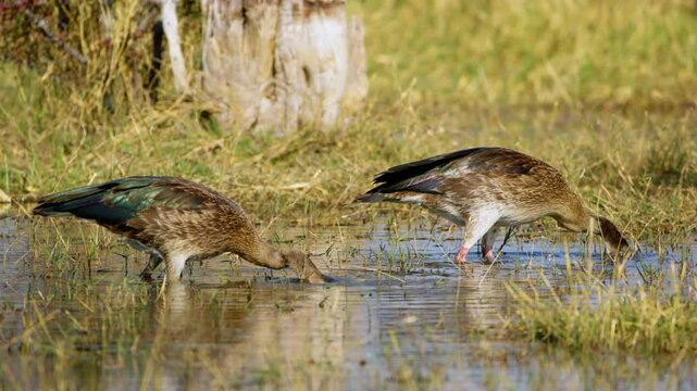 "African Birds" Images – Browse 2,206 Stock Photos, Vectors, and Video ...