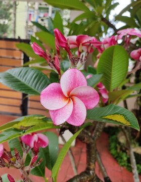 Gulancha Images – Browse 53 Stock Photos, Vectors, and Video | Adobe Stock