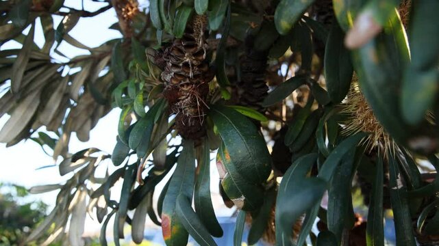 "Australian Native Plants" Images – Browse 4,822 Stock Photos, Vectors ...