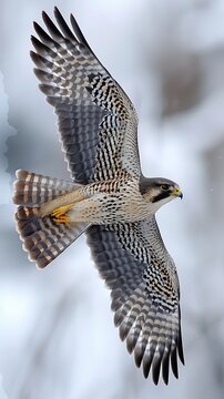 Hawk Flight Wallpapers Pictures