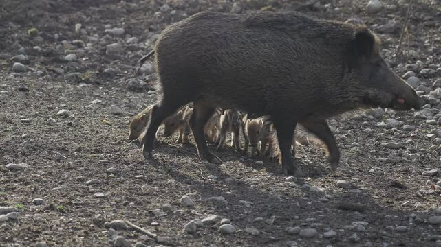 "Young Boar" Images – Browse 3,501 Stock Photos, Vectors, and Video ...