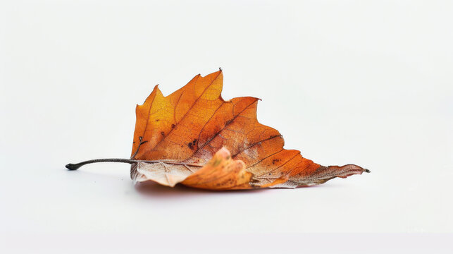Dead Leaf"」の写真素材 | 14,684件の無料イラスト画像 | Adobe Stock