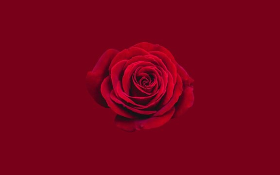 "Rose Plant" Imagens – Procure 3,159 fotos, vetores e vídeos | Adobe Stock