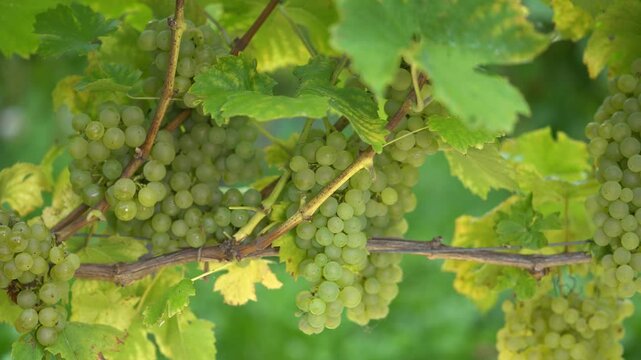 "Table Grape" Images – Browse 6,076 Stock Photos, Vectors, and Video ...