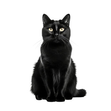 Cat No Background Images – Browse 18,489 Stock Photos, Vectors, and ...