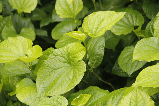 รูปภาพLolot – เลือกดูภาพถ่ายสต็อก เวกเตอร์ และวิดีโอ177 | Adobe Stock