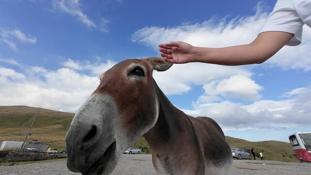 Donkey Laughing Images – Browse 3,407 Stock Photos, Vectors, and Video ...