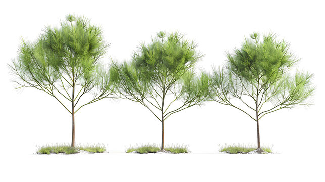 "Casuarina Equisetifolia" Images – Browse 1,677 Stock Photos, Vectors ...