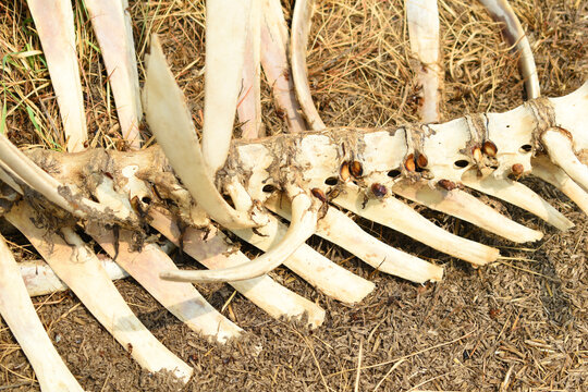 Animal Carcass"」の写真素材 | 98,999件の無料イラスト画像 | Adobe Stock