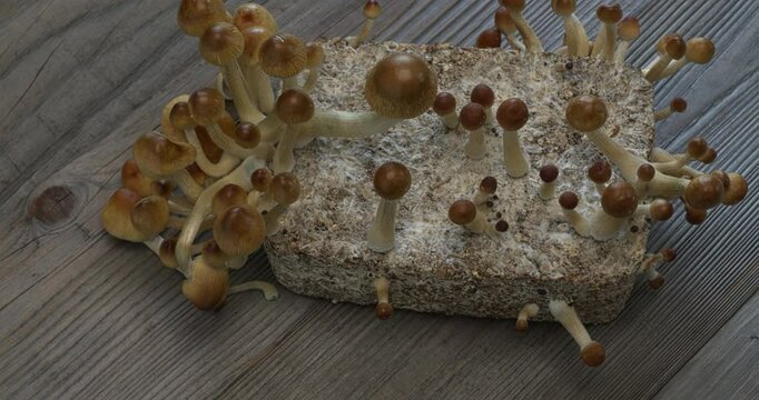 "Psilocybe Cubensis" Images – Browse 2,554 Stock Photos, Vectors, and ...