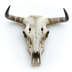 Western Skull. Closeup Top View of Isolated White Longhorn Bull Skull ...