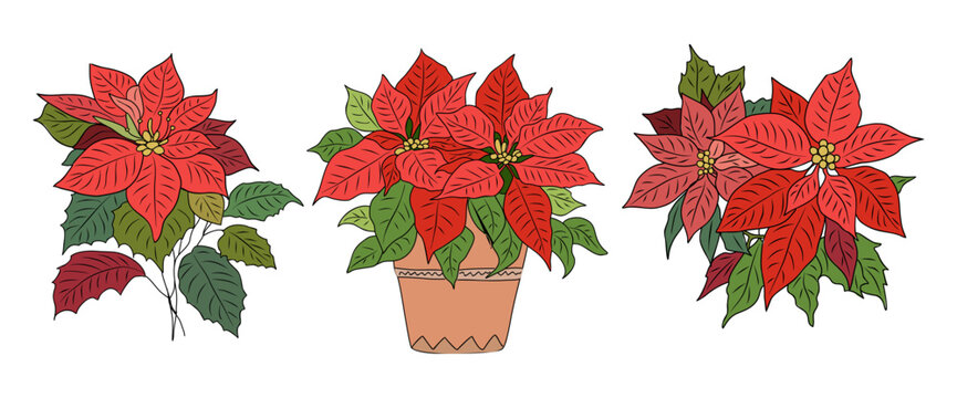 Julblommor bilder – Bläddra bland 293,622 stockfoton, vektorer och ...