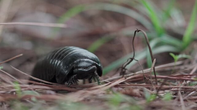"Giant Pill Millipede" Images – Browse 103 Stock Photos, Vectors, and ...