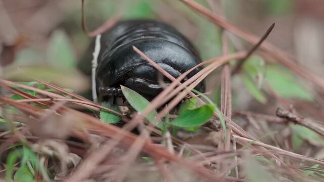 "Giant Pill Millipede" Images – Browse 103 Stock Photos, Vectors, and ...