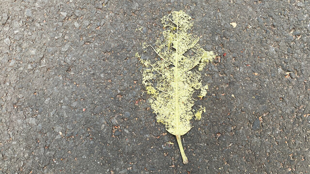 "Torn Leaf" Images – Browse 91 Stock Photos, Vectors, and Video | Adobe ...