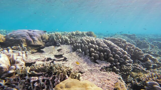 Reefscape Images – Browse 3,611 Stock Photos, Vectors, and Video ...