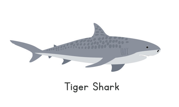 Tiger Shark Cartoon Images – Browse 7,754 Stock Photos, Vectors, and ...