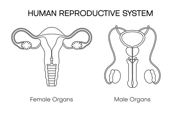 Male And Female Reproductive System Diagram Labeled