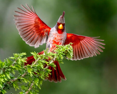 "Desert Cardinal" Images – Browse 275 Stock Photos, Vectors, and Video ...