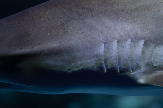 "Shark Skin" Images – Browse 10,748 Stock Photos, Vectors, and Video ...