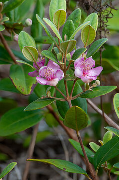Rose Myrtle"」の写真素材 | 141件の無料イラスト画像 | Adobe Stock
