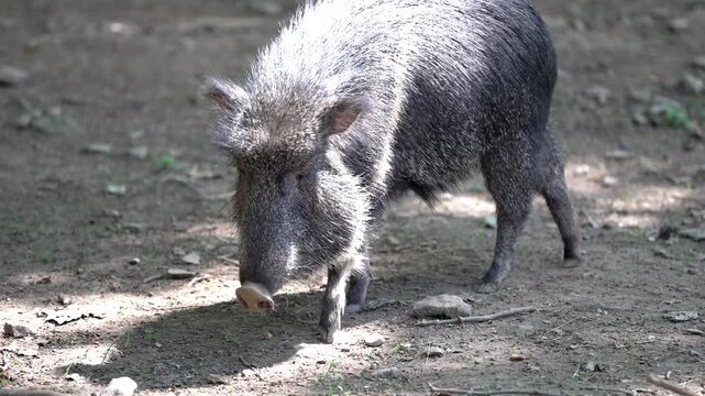 Wild-Animals Images – Browse 970 Stock Photos, Vectors, and Video ...