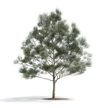 "Casuarina Equisetifolia" Images – Browse 1,677 Stock Photos, Vectors ...