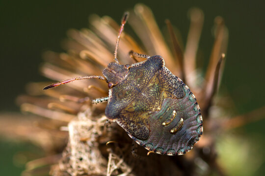 "Stink Bugs" - Images et vidéos libres de droits | Adobe Stock