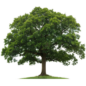 "Bur Oak" Images – Browse 244 Stock Photos, Vectors, and Video | Adobe ...