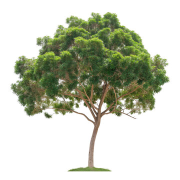 "Iron Tree"-Bilder: Stock-Fotos & -Videos. | Adobe Stock