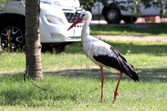 "Balu - Images et vidéos libres de droits | Adobe Stock
