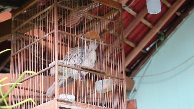 Bird Escaping Cage Images – Browse 4,267 Stock Photos, Vectors, and ...