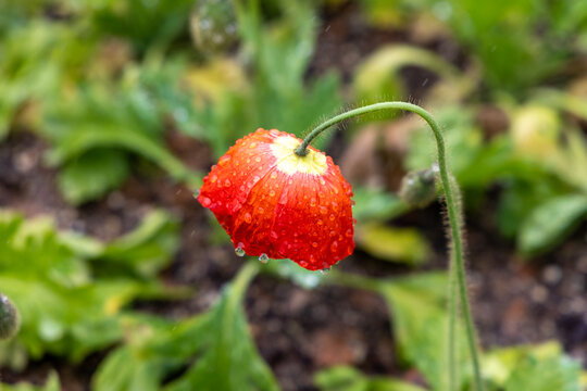 "Bowing Down" Images – Browse 379 Stock Photos, Vectors, and Video ...